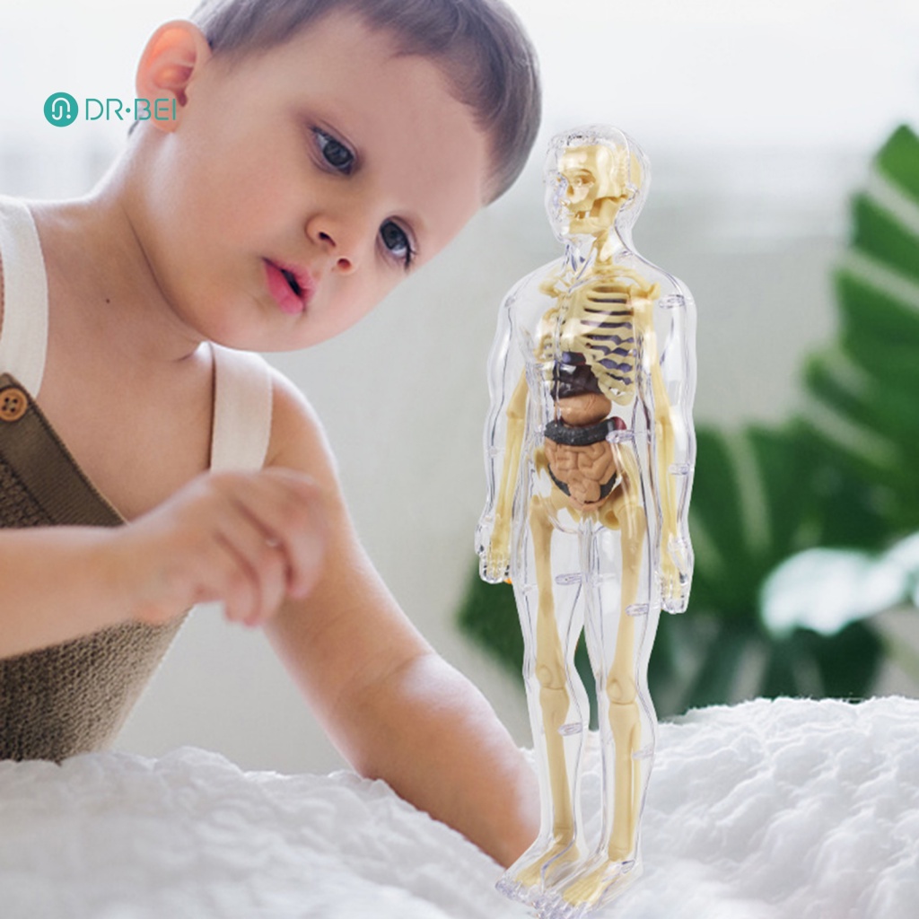 DR BEI Human Skeletal Structure Toy Detachable Human Body Model ...