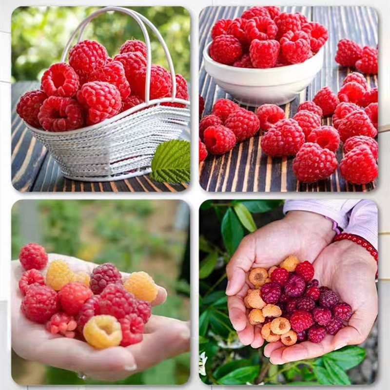 100% Original Dwarf Raspberry Fruit Seeds for Sale (Fresh 20pcs Seeds ...