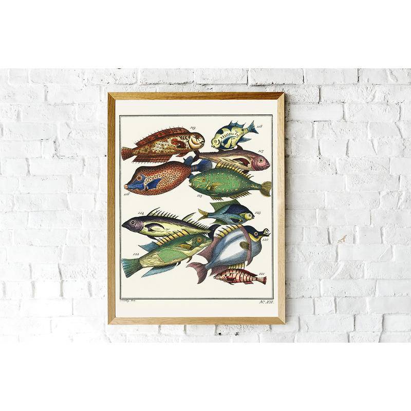 Fish poster, Exotic fish print, Colorful Fish art wall art canvas ...