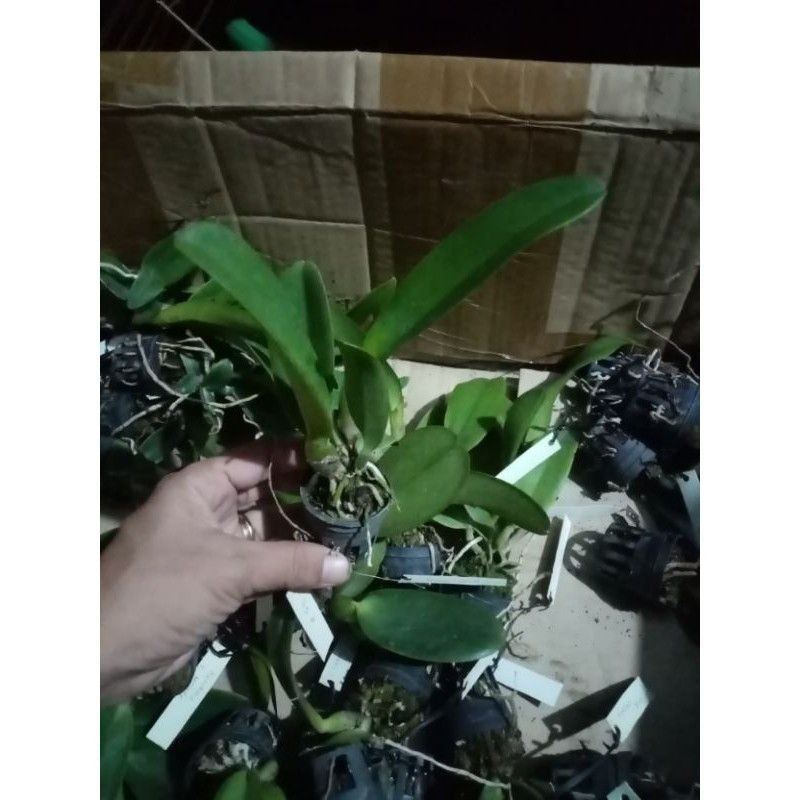 【hot sale】 CATTLEYA ORCHIDS (SEEDLINGS) | Shopee Philippines
