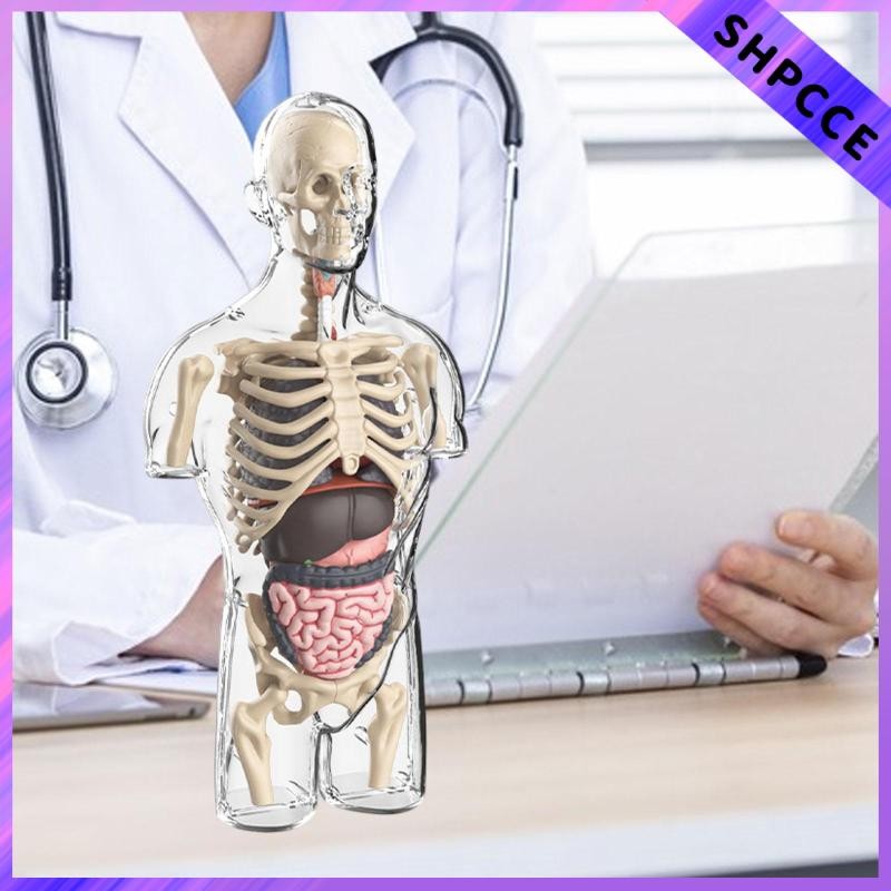 [Shpcce] Human Body Model Kits Torso Model Body Parts Organs for ...