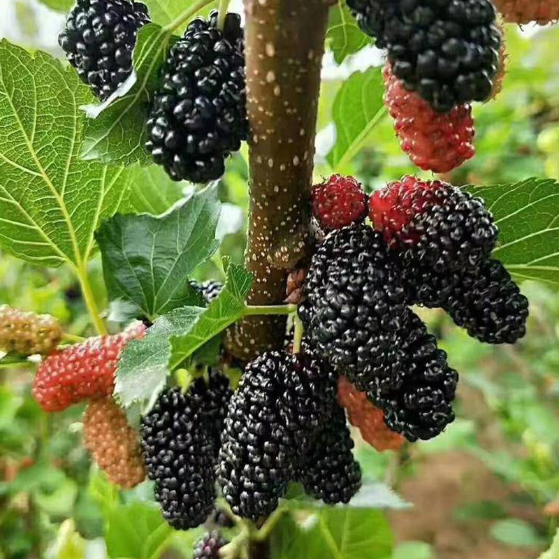 Fresh Mulberry Seeds for Planting (20 Seeds/pack) Rare Mulberry Bonsai ...