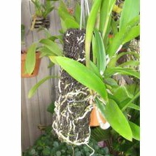 FERN SLAB FOR ORCHIDS, FERNS AND HANGING PLANTS/ FLOWERS TREE FERN ...