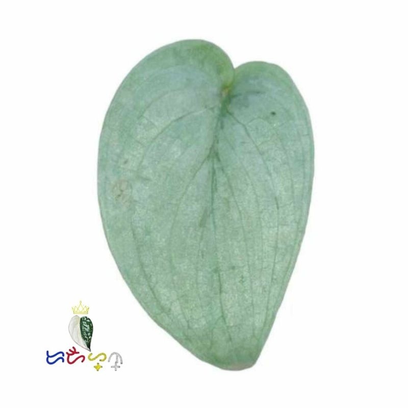 Scindapsus Platinum (rooted) | Shopee Philippines