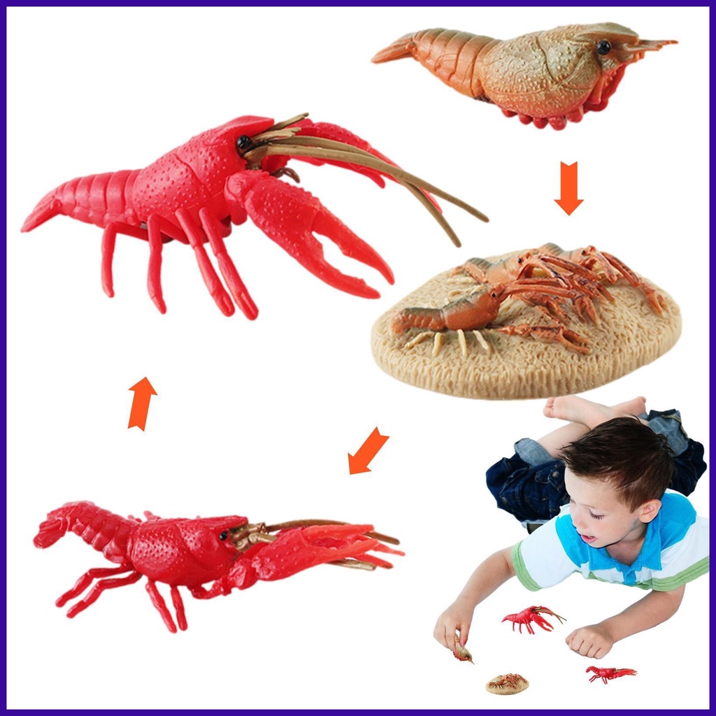 Life Cycle Kit Toy Crayfish Life Cycle Stages Sea Creatures Toys For ...