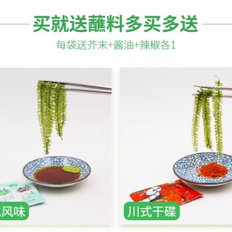 ZEJUN Salted Sea Grapes 100g Fresh Instant Seaweed Vegetable Sushi ...