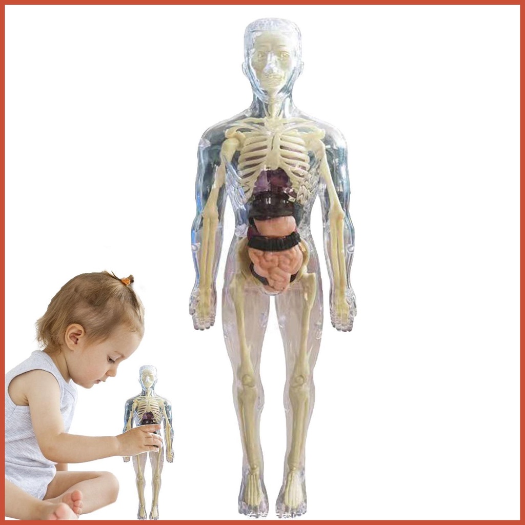 Anatomy Model For Kids 3D Anatomy Doll Body Organ Model Soft Human Body ...