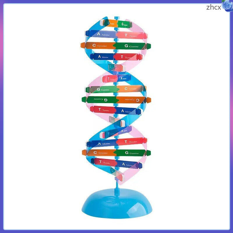 Model Gene Teaching Equipment Student Dna Decor Cell Double Helix Kit ...
