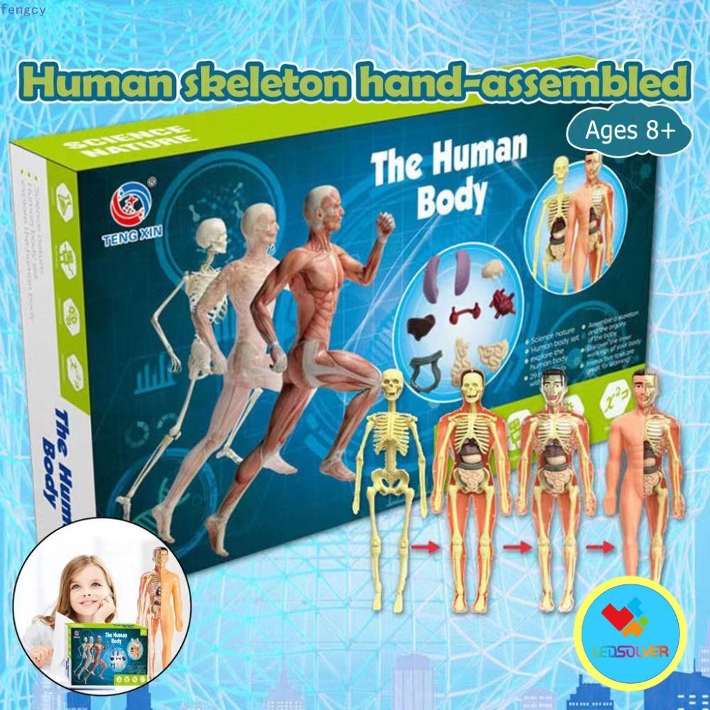 FENGCY Human Body Model, Mannequin Anatomy Model Human Anatomy Model ...