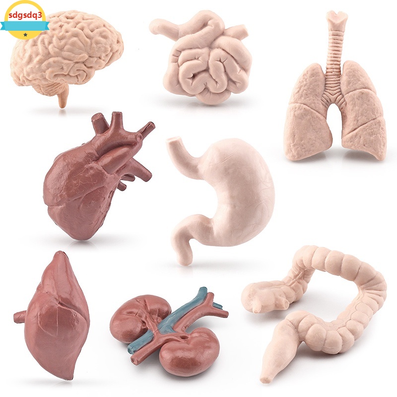 Human Body Organs Model Educational Organs Anatomy Model for Over 3 ...