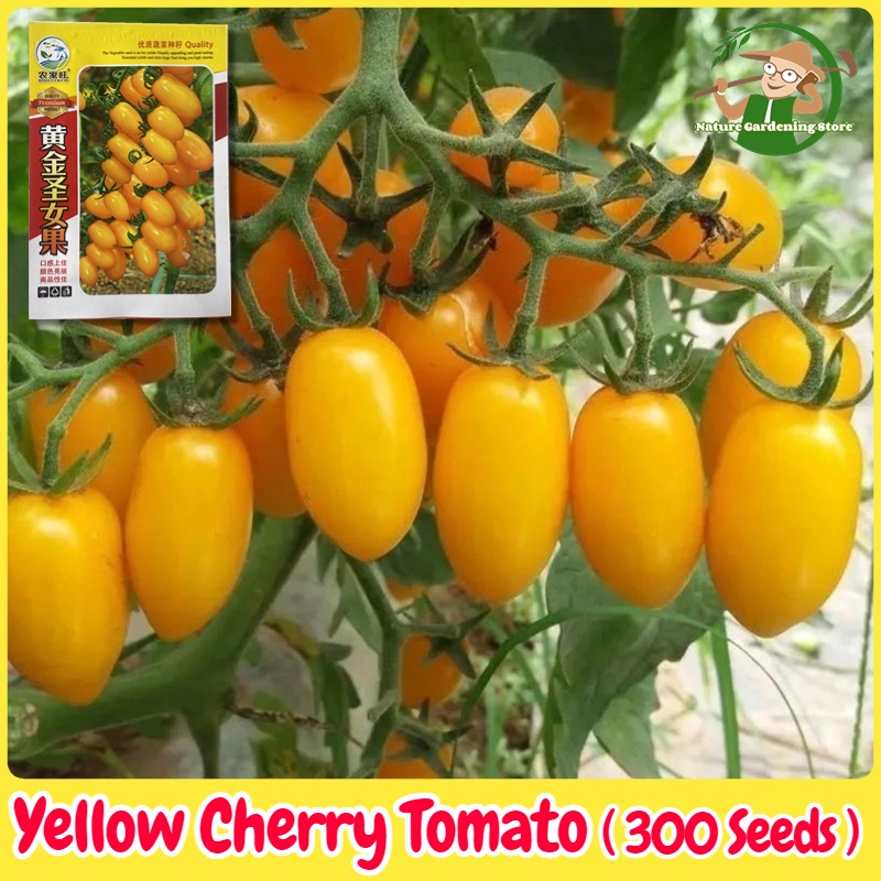 Yellow Cherry Tomato Seeds for Planting (300 Seeds) - Fresh Fruit Seeds ...