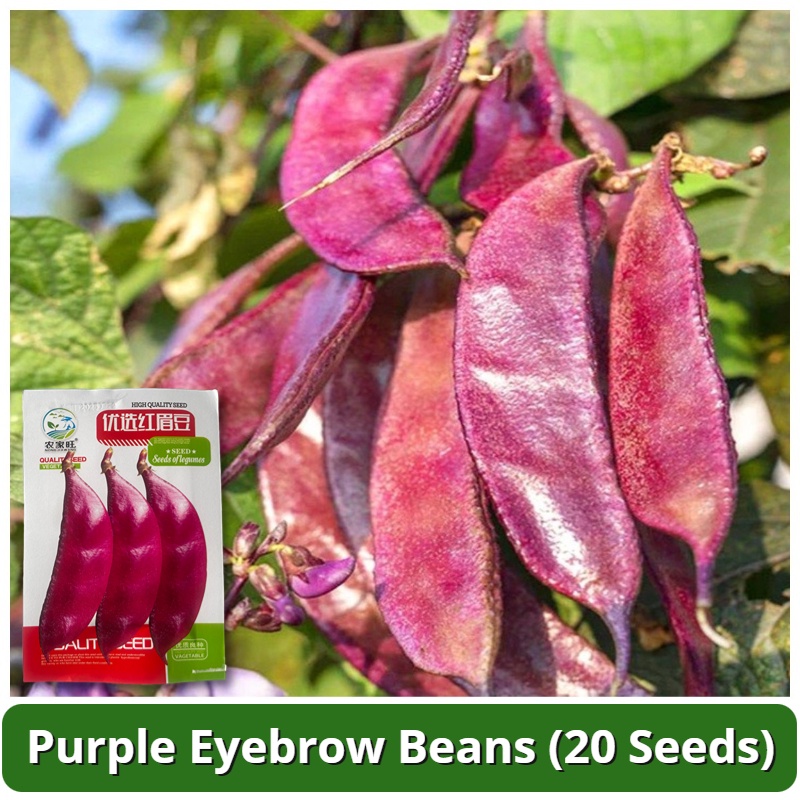 High Yield Purple Eyebrow Beans 20 Seeds Purple Bataw Bitsuwelas ...