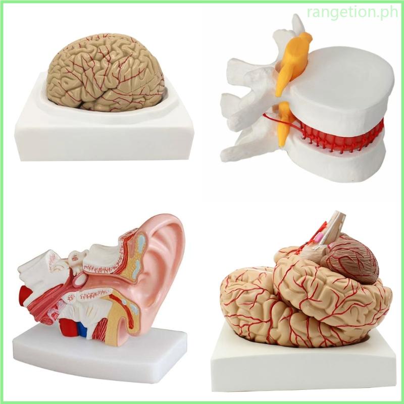 RAN Human Brain Model Anatomically Accurate Brain Model 8-Part Human ...
