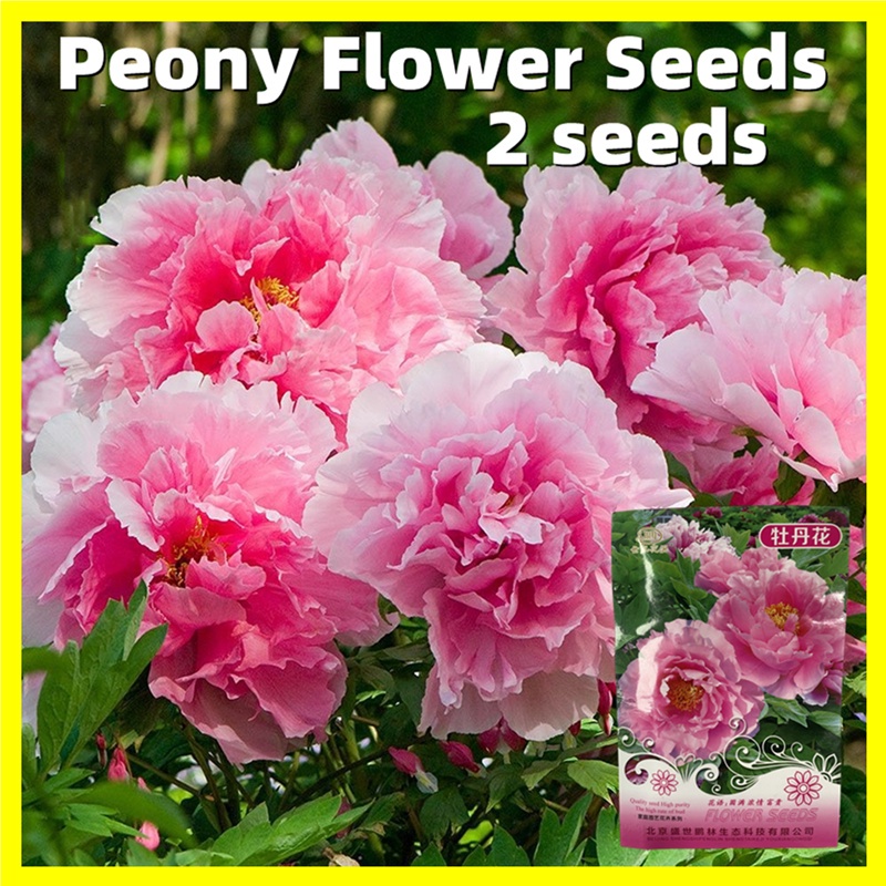 Peony Seeds for Planting High Germination 2 Seeds Peony Flower Seeds ...