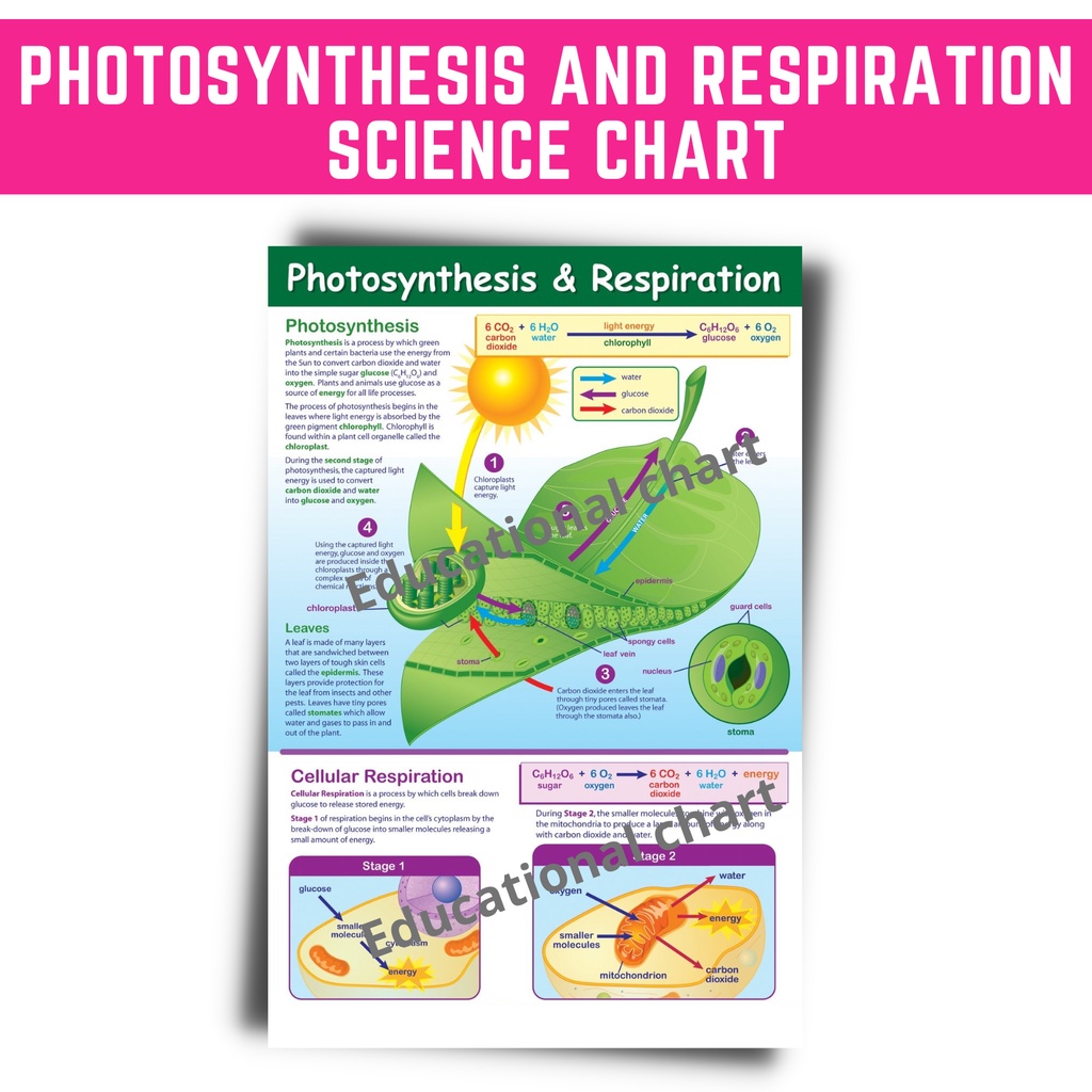 LAMINATED CHARTS PHOTOSYNTHESIS AND RESPIRATION POSTERS CHARTS I ALL ...