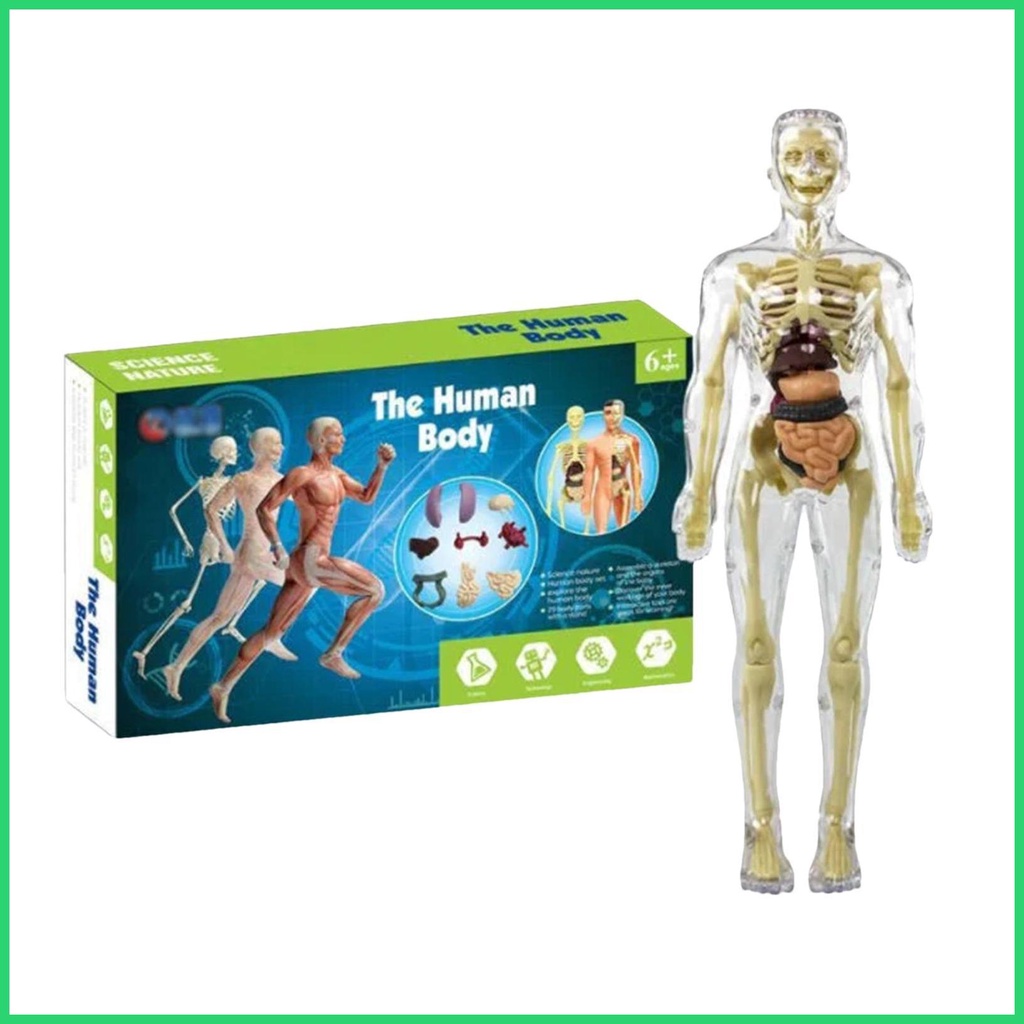 Human Skeleton Model Interactive Toys Anatomy Posable Body Human Torso ...