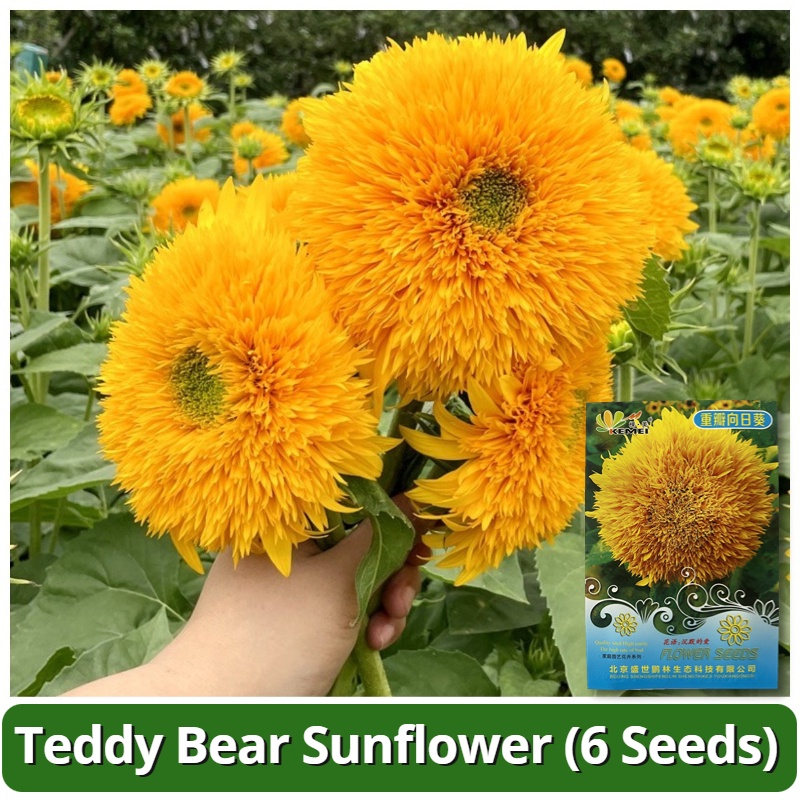 Teddy Bear Sunflower 6 Seeds for Planting Flowers Ornamental Flowering ...