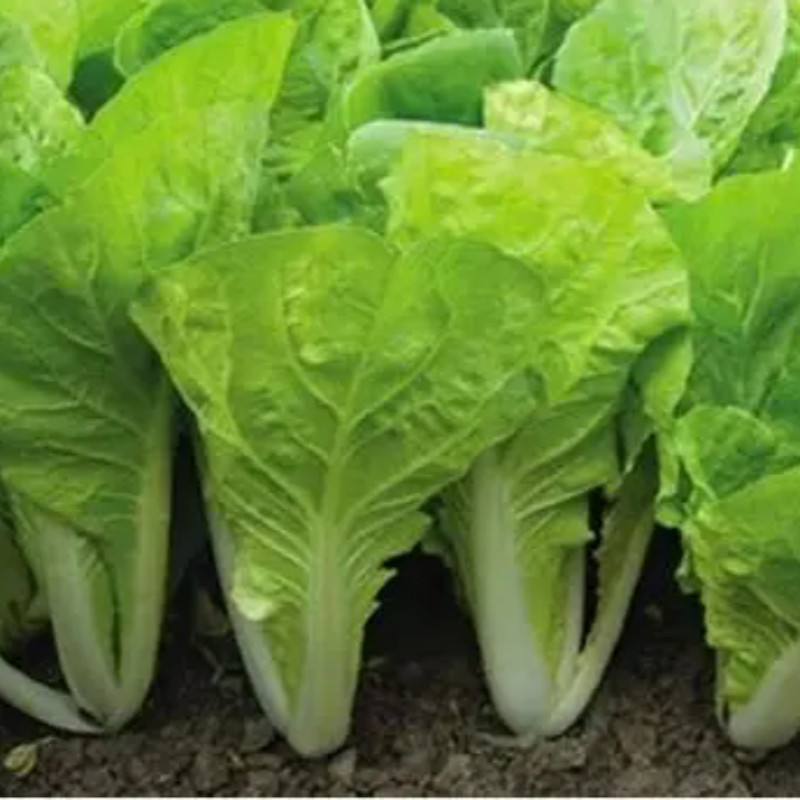 PAVITO PECHAY 20pcs SEEDS/Pavito Pechay Seed/PECHAY BAGUIO SEEDS Hot ...