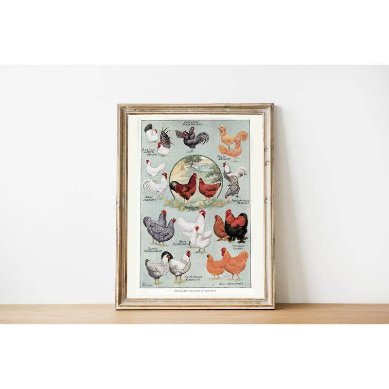 Vintage Poultry Print, Poultry Illustration, Breeds of chicken poster ...