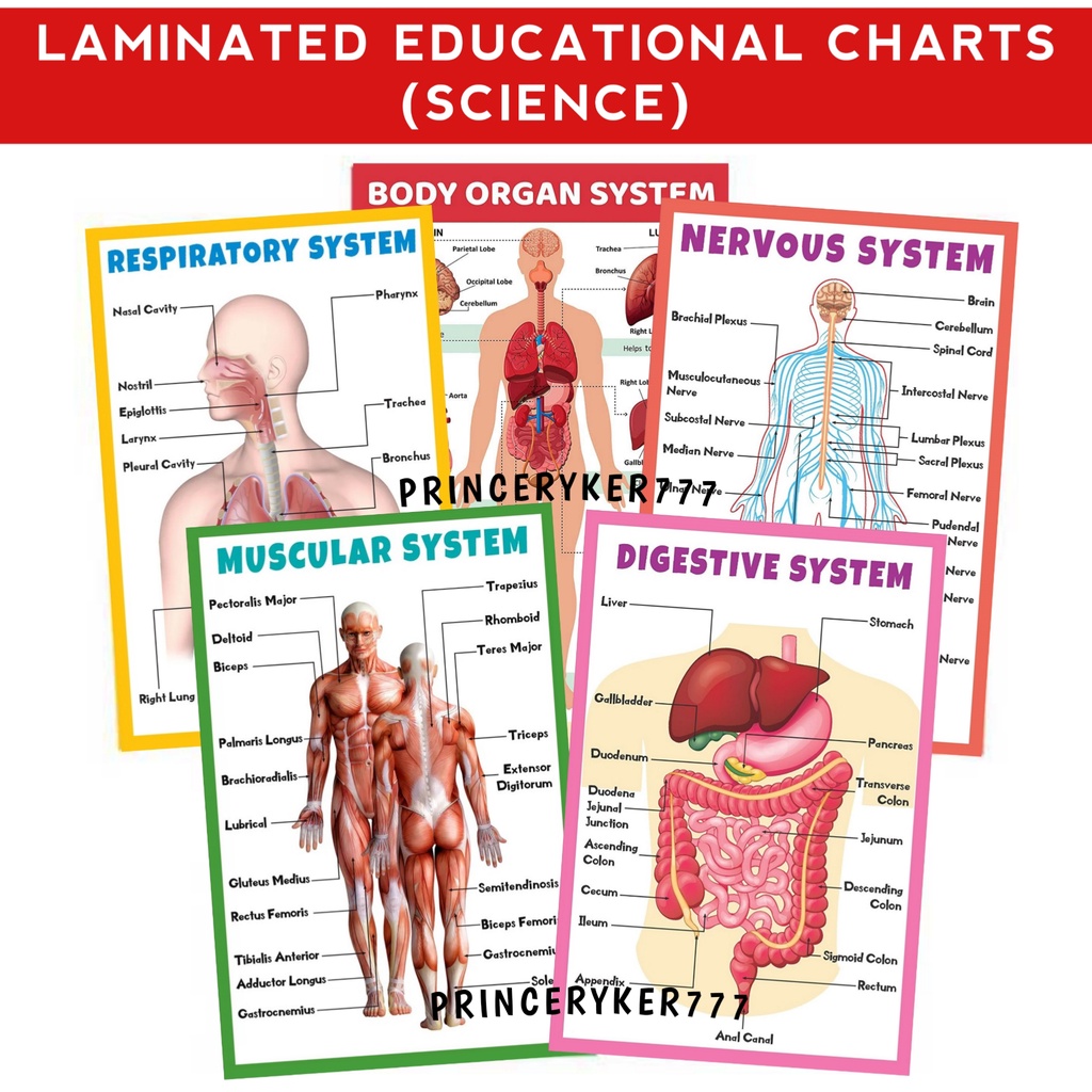 ABOUT SCIENCE Educational Charts | A4 Size | Laminated | Human Organs ...