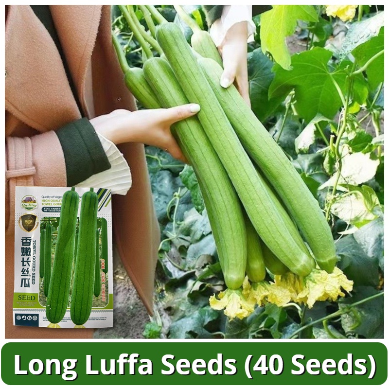 High Yield Long Luffa Seeds (40 Seed) Rare Long Variety Loofah Sponge ...