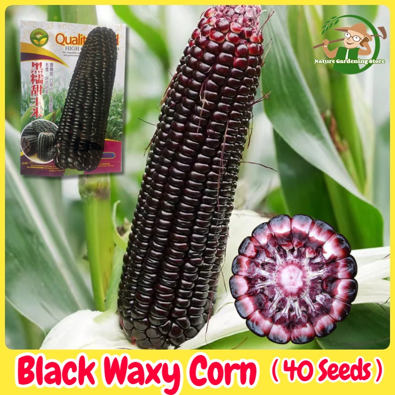 Sweet Glutinous Black Corn 40 Seeds Black Sweet Corn Seeds for Planting ...