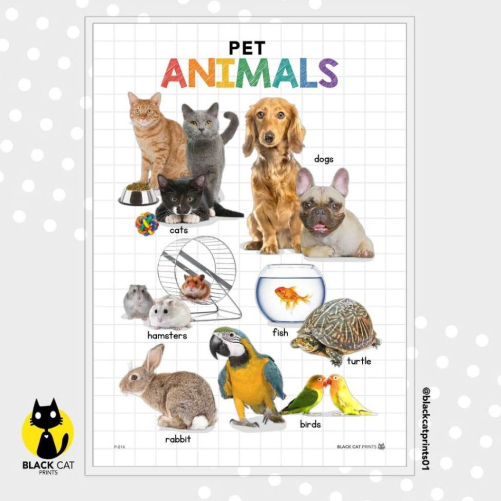 Pet Animals Educational Chart Poster (High Quality Print / A4 Size ...