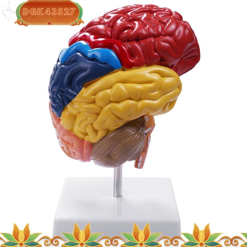 Cerebral Anatomical Model Anatomy 1:1 Half Brain Brainstem Teaching Lab ...