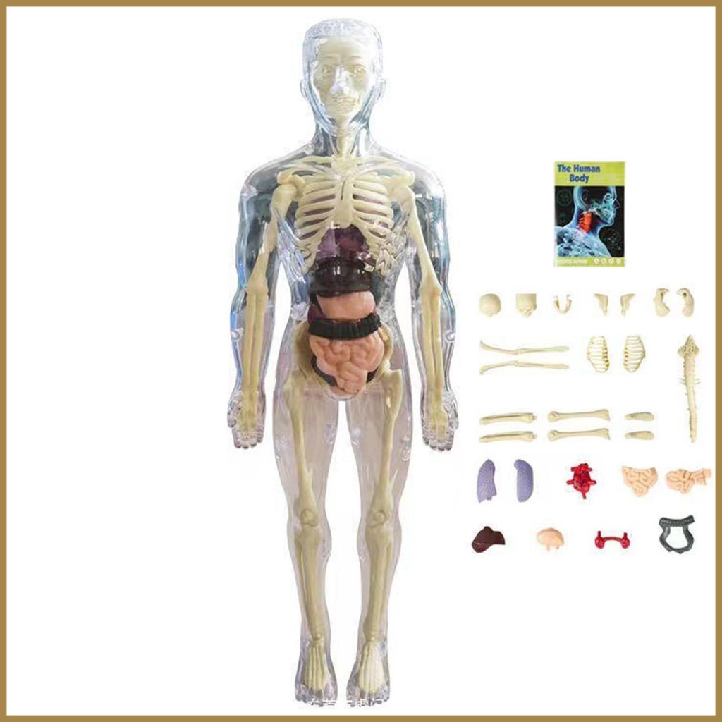 Human Anatomy Model 3D Body Organ Model Realistic Human Body Model Ages ...