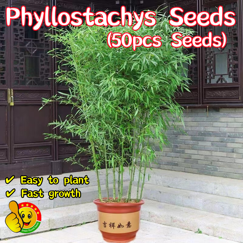 100% Original 50pcs Moso Bamboo Seeds Phyllostachys Seeds for Planting ...
