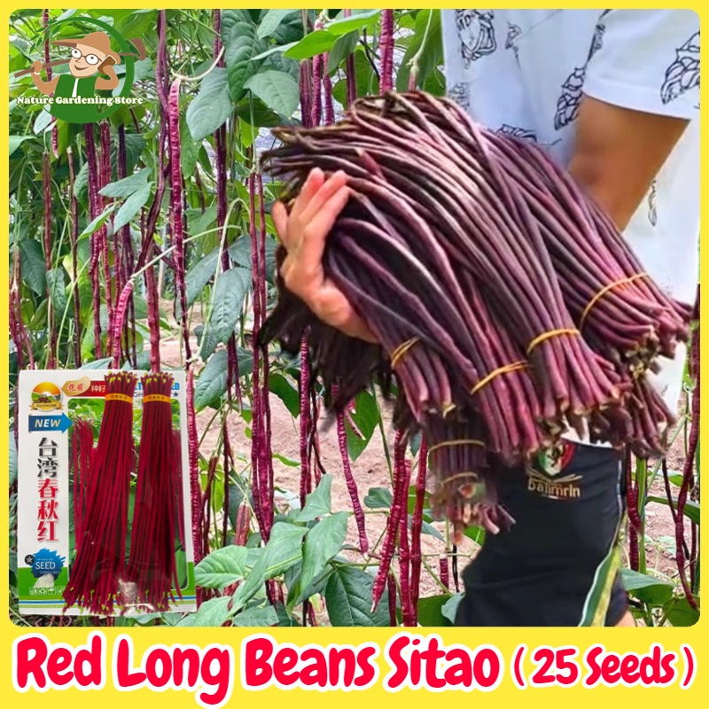 Organic Red Long Beans Seeds for Planting High Yield Red Long Beans ...