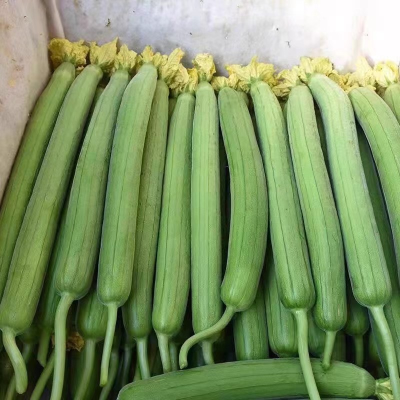 100% Original High Yield Long Luffa Seeds for Planting (Fresh 20pcs ...