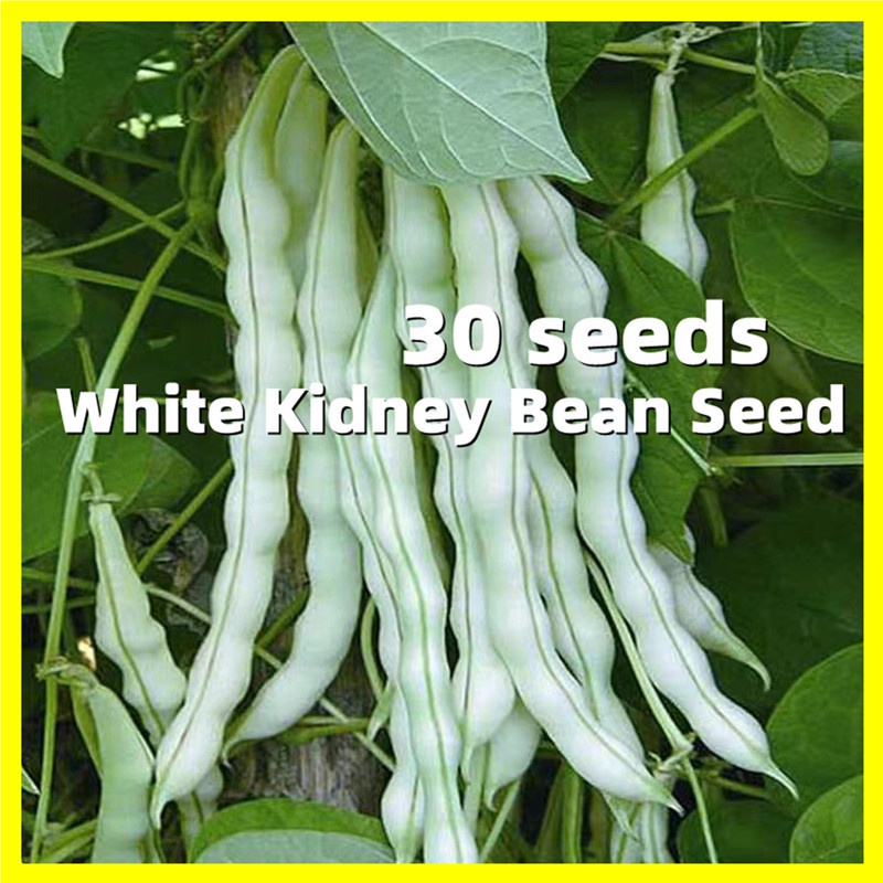 White Kidney Bean 30 Seeds High Quality Kidney Bean Seeds for Planting ...
