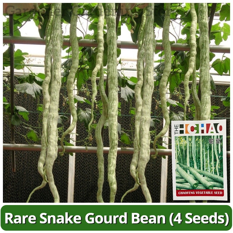 Rare Snake Gourd Bean Seeds (4 Seeds) Chinese Snake Gourd Seeds Python ...