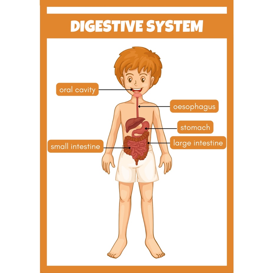 DIGESTIVE SYSTEM Educational Laminated Wall Chart | A4 Size | For Kids ...