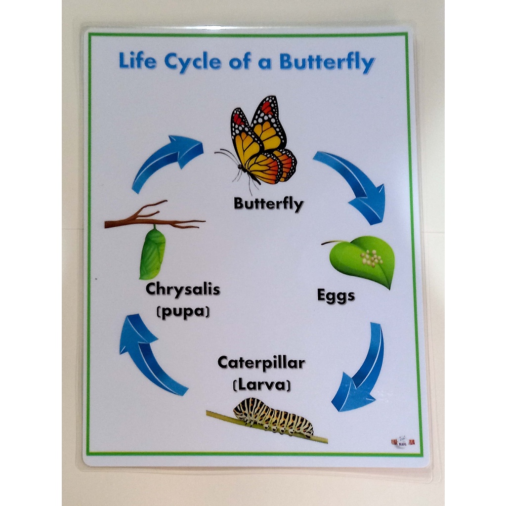 Laminated chart "Life cycle of a butterfly" educational charts for kids ...