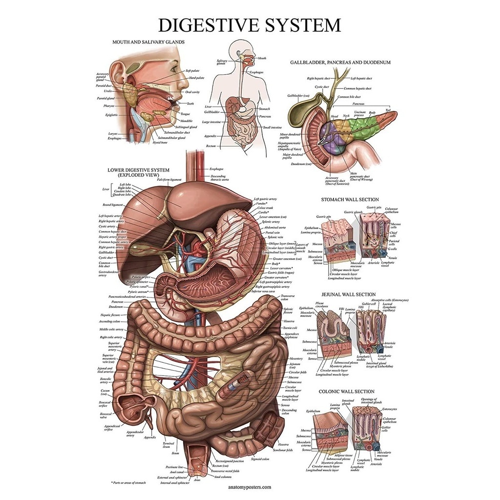 Laminated Digestive System Anatomical Chart Gastrointestinal Anatomy ...