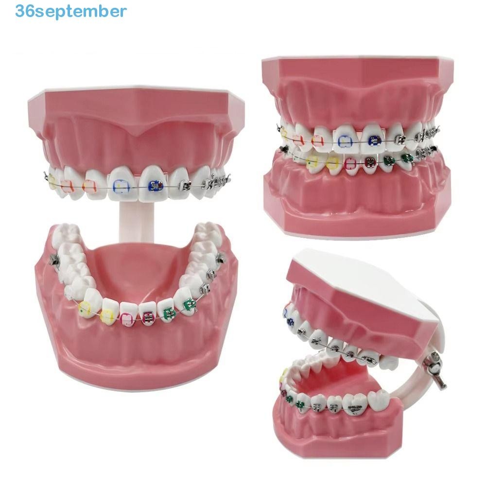 SEPTEMBER Dental Orthodontic Teeth Model, Standard Size Metal Bracket ...