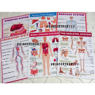 ABOUT SCIENCE Educational Charts | A4 Size | Laminated | Human Organs ...