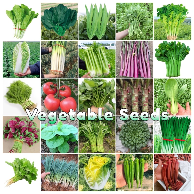 Assorted Vegetable Seeds for Planting - Assorted Veggie Seeds Buto Ng ...