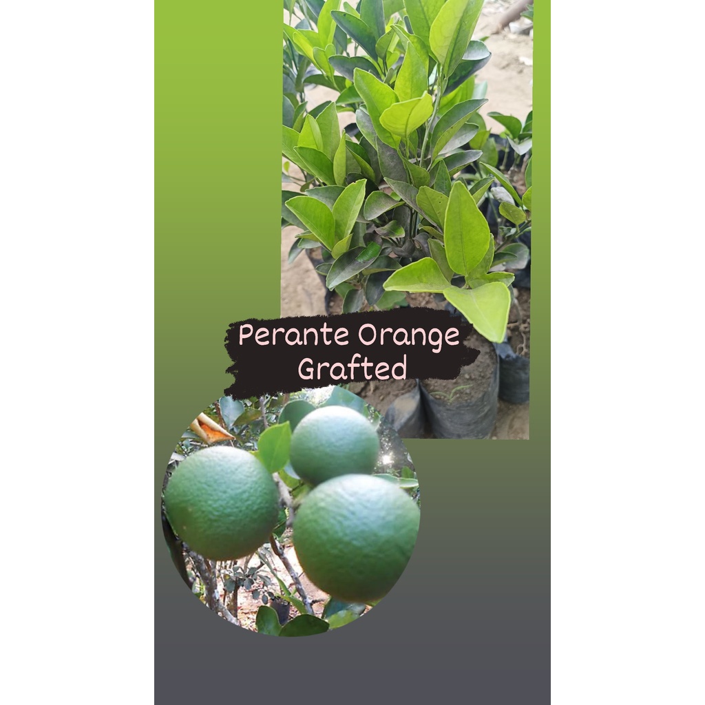 Perante Sweet Orange Grafted seedlings Hybrid variety | Shopee Philippines