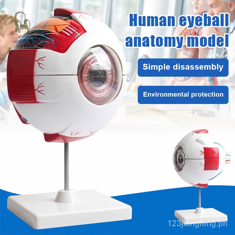 NU 6 Times Eye Eyeball Model Anatomy Study Lab Teaching Education ...