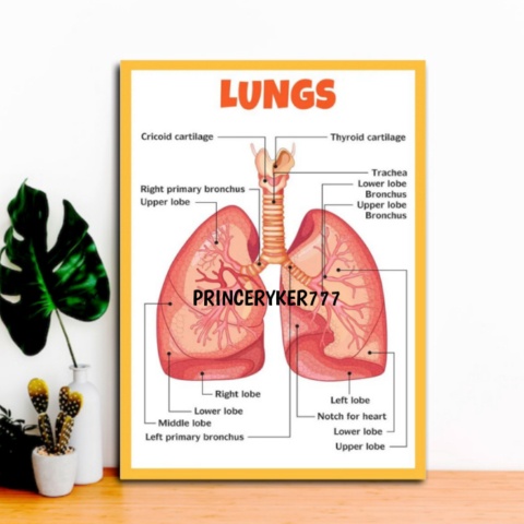 ALL ABOUT SCIENCE | A4 Size Laminated | Body Organ System, Nervous ...
