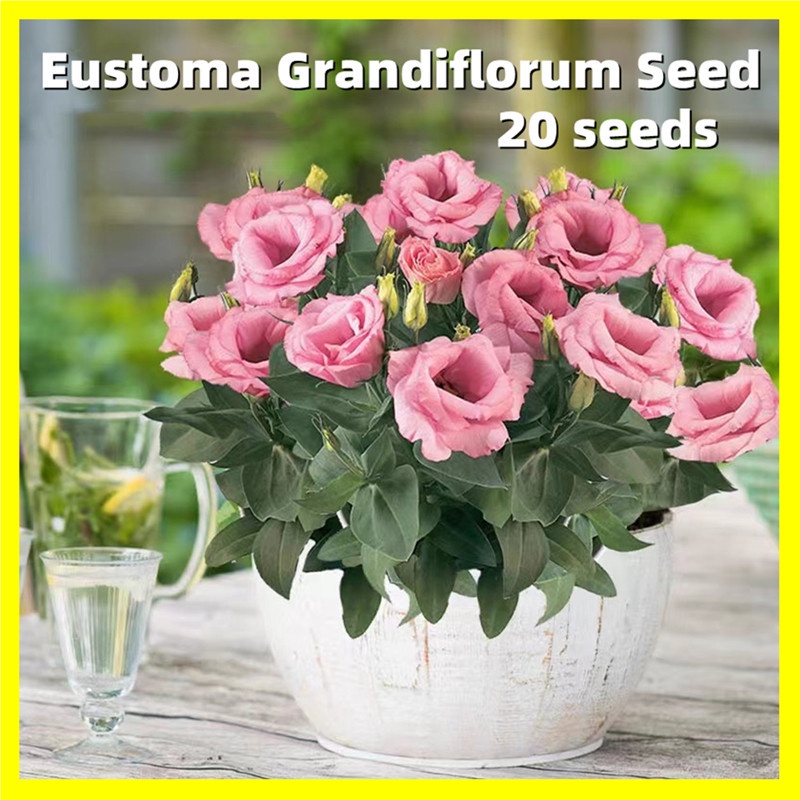 Pink Eustoma Grandiflorum Flower Seeds High Germination 20 Seed for ...