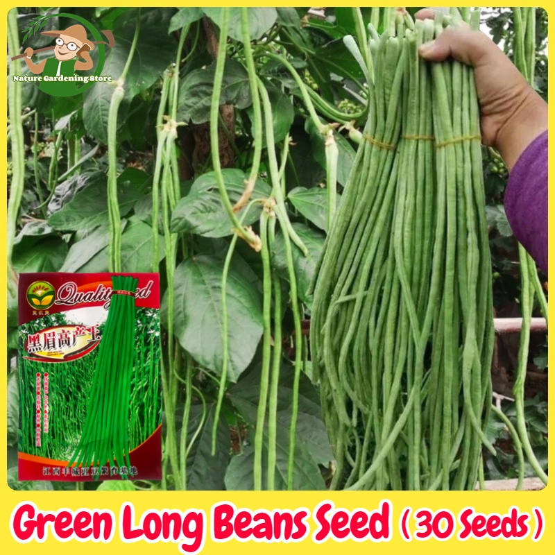 Fresh Organic Green Long Beans 30 Seeds for Planting High Yield Sitaw ...