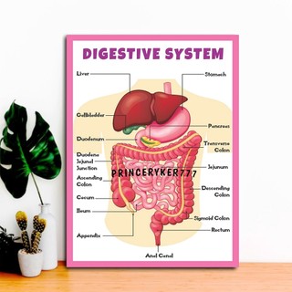 ABOUT SCIENCE Educational Charts | A4 Size | Laminated | Human Organs ...