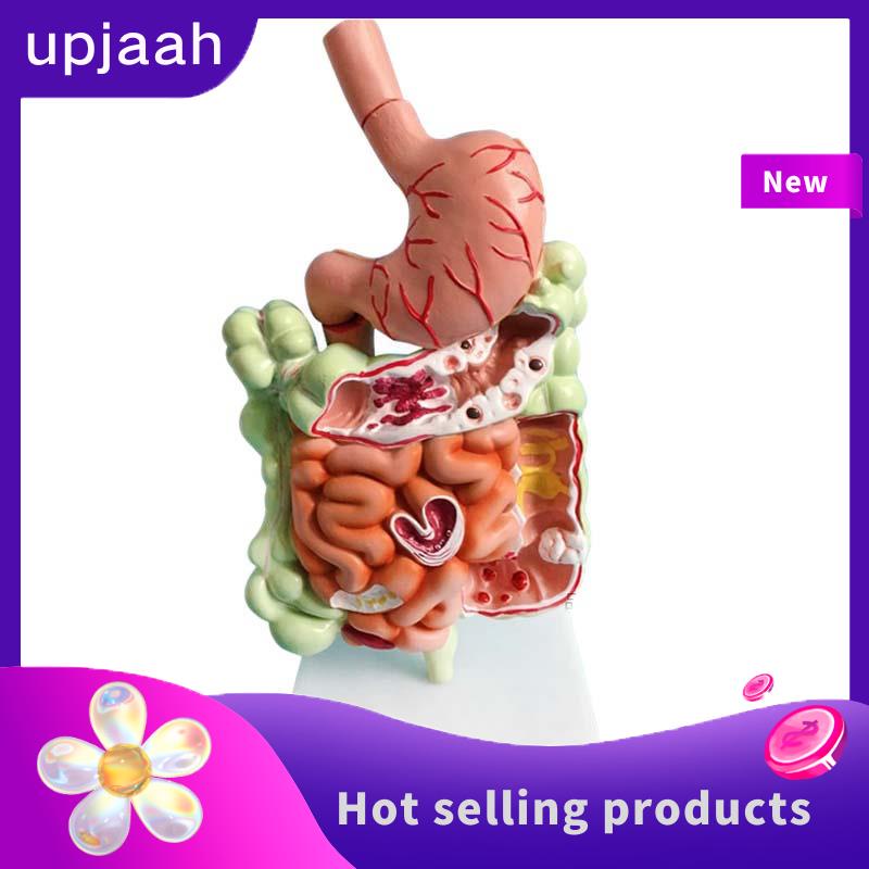 upjaah Human Digestive System Model Stomach Anatomy Large Intestine ...
