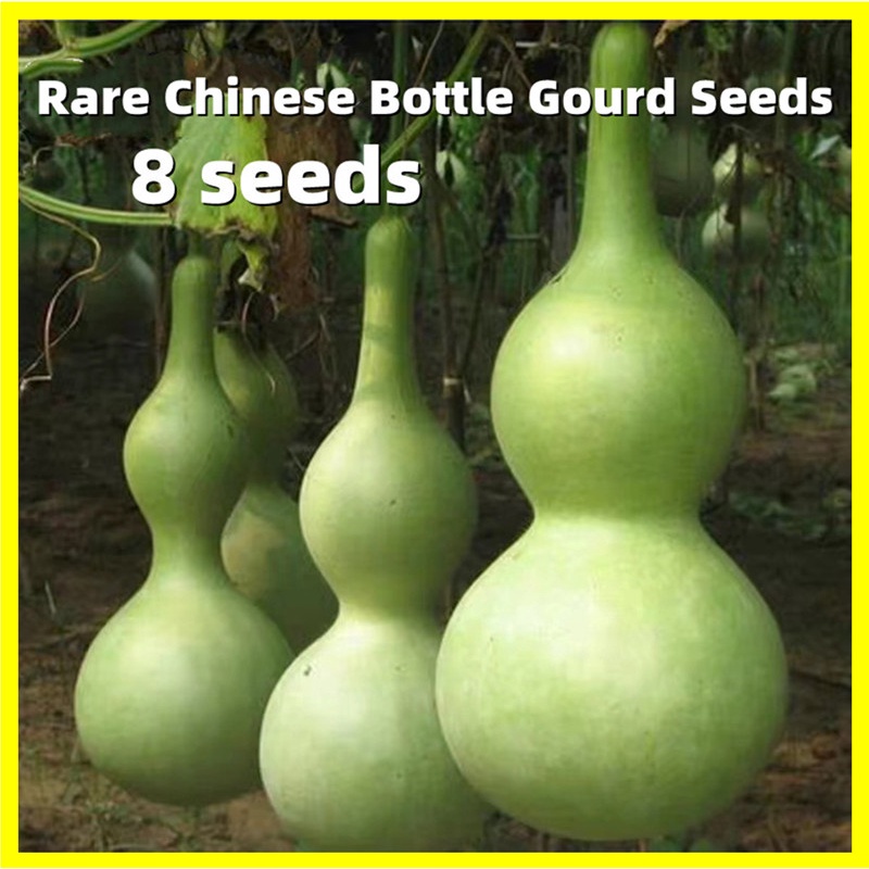 Rare Chinese Bottle Gourd 8 Seeds Giant Bottle Gourd Plants Seeds for ...