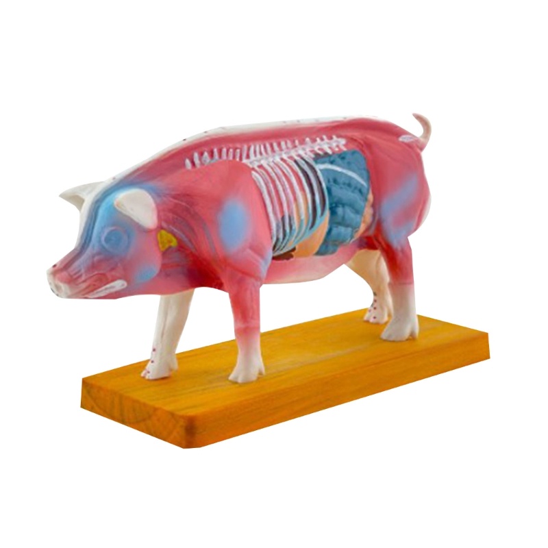 love* Pig Anatomy Model Animal Anatomical Model for Veterinary Learning ...