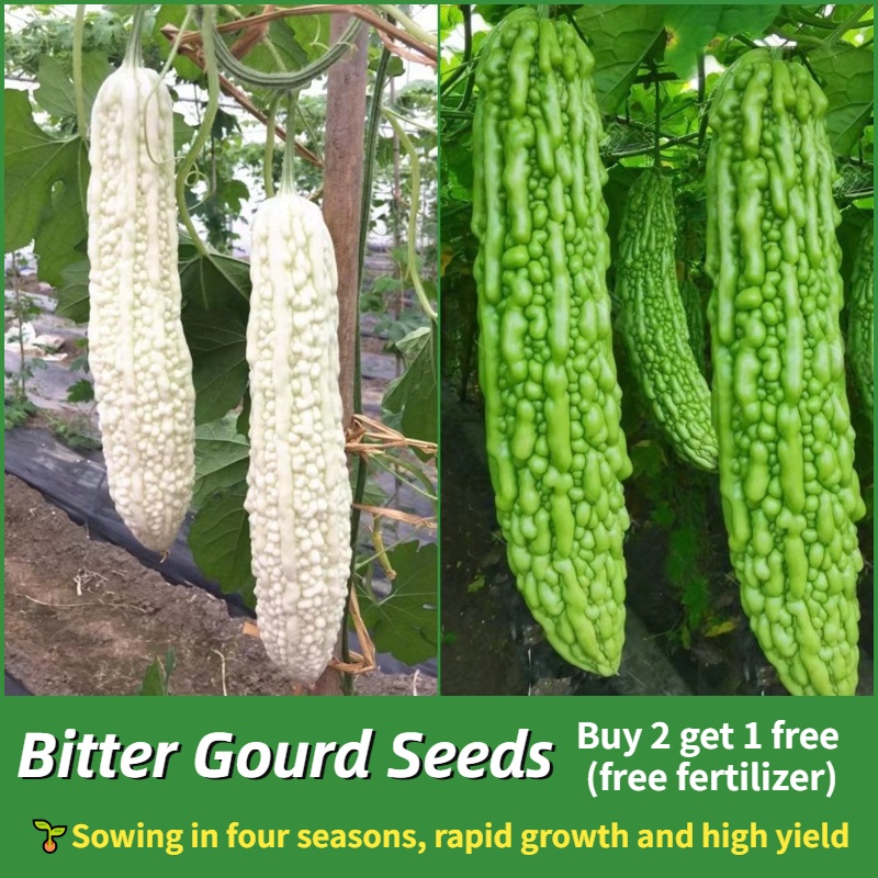 Bitter Gourd Seeds for Planting Vegetable Plants Ampalaya Hybrid F1 ...